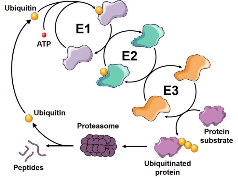 Ubiquitin-Proteasome System - LifeSensors