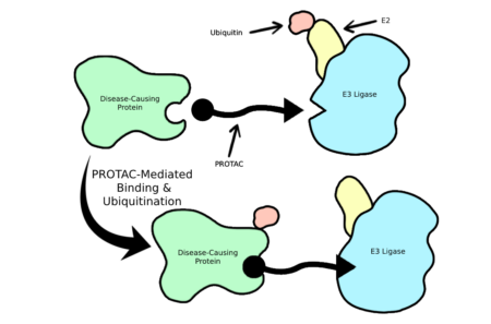 The Power of PROTACs - LifeSensors