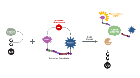 DUB Assays, Screening & Profiling - LifeSensors