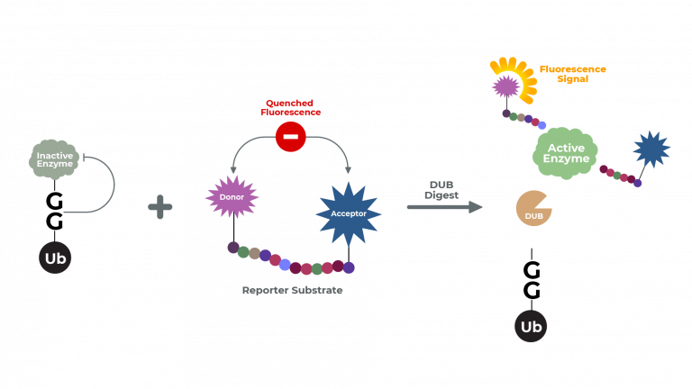 DUB Assays, Screening & Profiling - LifeSensors