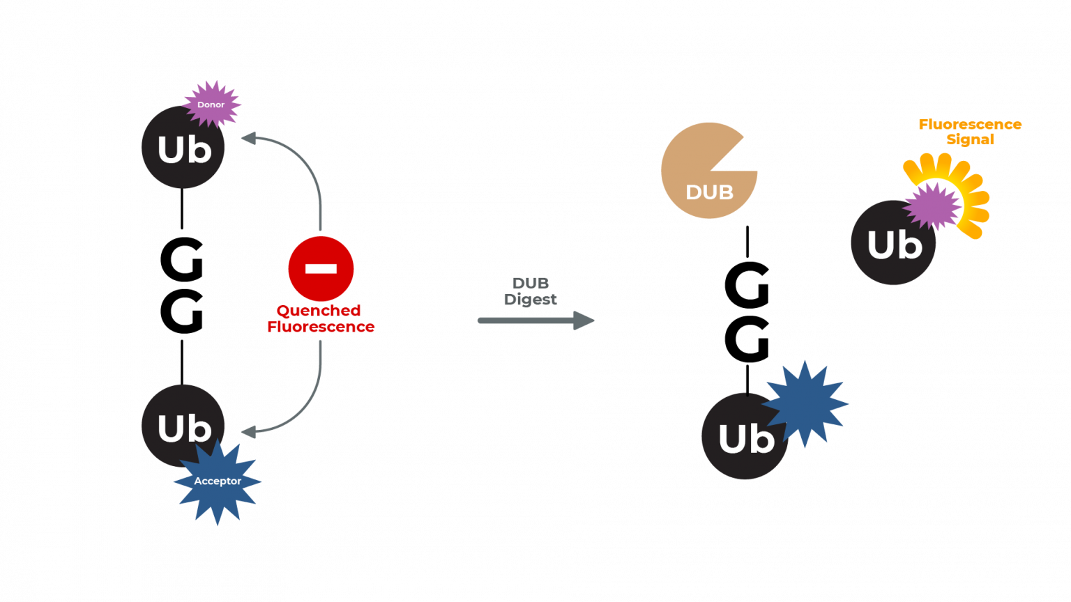 DUB Assays, Screening & Profiling - LifeSensors