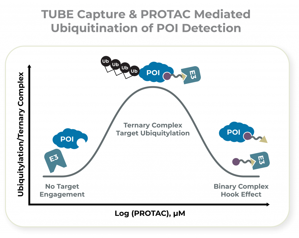 PROTAC® Ubiquitination Assays - LifeSensors
