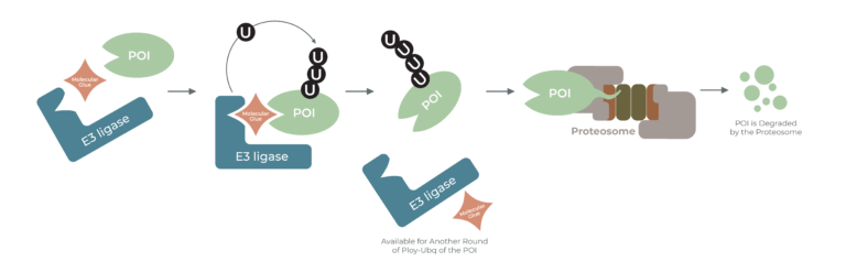 Molecular Glue Degraders - LifeSensors